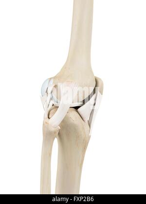 Healthy knee joint, computer illustration Stock Photo - Alamy