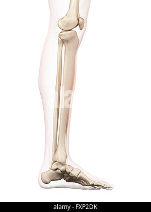Human leg muscle, computer illustration Stock Photo - Alamy