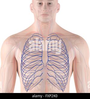 Human veins, computer illustration Stock Photo - Alamy