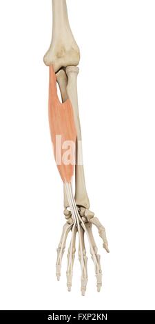 Human arm muscles, computer illustration Stock Photo - Alamy