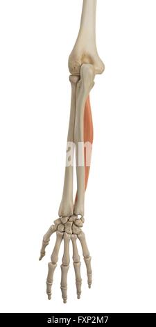 Human arm muscles, computer illustration Stock Photo - Alamy
