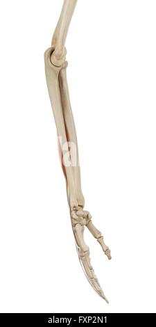 Human arm muscles, computer illustration Stock Photo - Alamy
