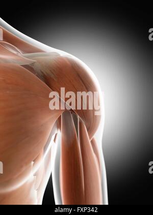 Shoulder muscles, computer illustration Stock Photo - Alamy