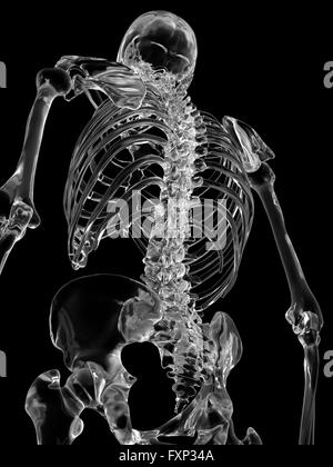 Human skeletal system, computer illustration Stock Photo - Alamy