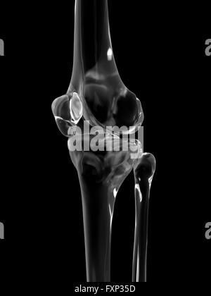 Knee joint, computer illustration Stock Photo - Alamy