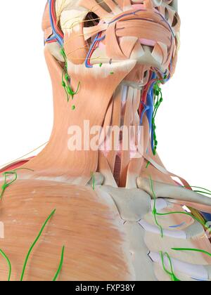 Human anatomy of the neck, computer illustration Stock Photo - Alamy