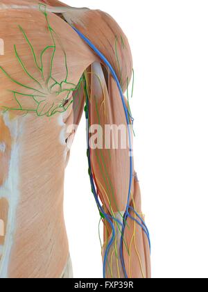 Human arm anatomy, computer illustration Stock Photo - Alamy