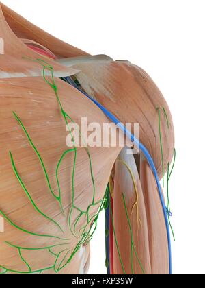 Human shoulder vein, computer illustration Stock Photo - Alamy