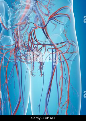 Human vascular system of the pelvis, computer illustration Stock Photo ...