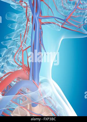 the human vascular system - the neck Stock Photo - Alamy