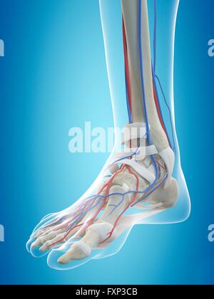 Human vascular system of the foot, computer illustration Stock Photo ...