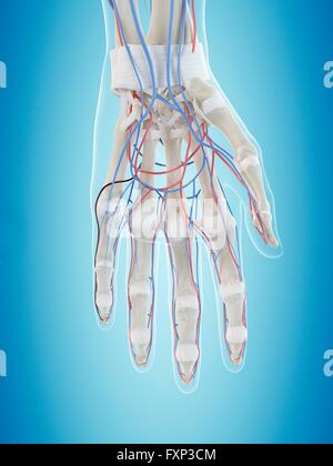 Human hand veins and arteries, computer illustration Stock Photo - Alamy