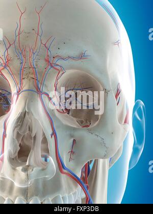 Vascular system of the head, computer illustration Stock Photo - Alamy