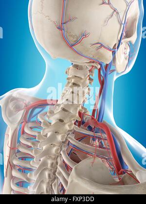 the human vascular system - the neck Stock Photo - Alamy