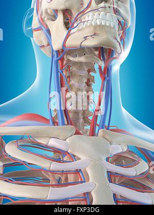 Vascular system of neck, computer illustration Stock Photo - Alamy