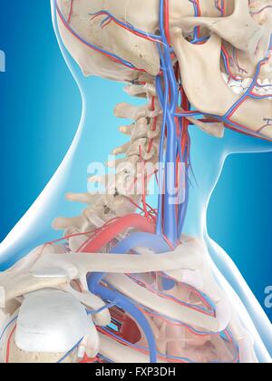 Vascular system of neck, computer illustration Stock Photo - Alamy