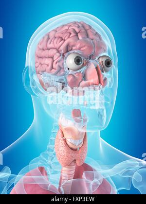 Human internal organs, computer illustration Stock Photo - Alamy