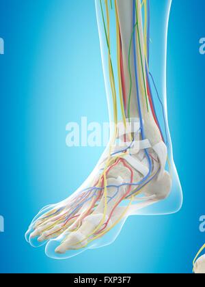 Human foot anatomy, computer illustration Stock Photo - Alamy