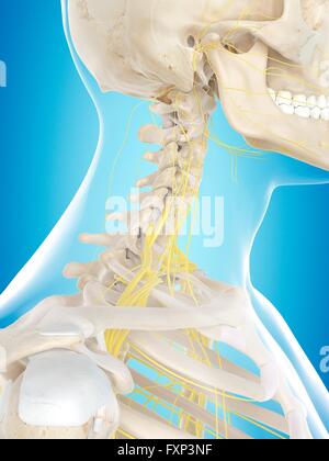 Nervous system of the neck, computer illustration Stock Photo - Alamy