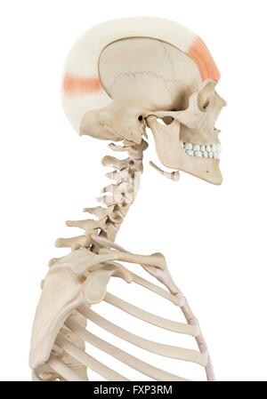Side view of human skull, muscles, eyes and blood vessels, black ...