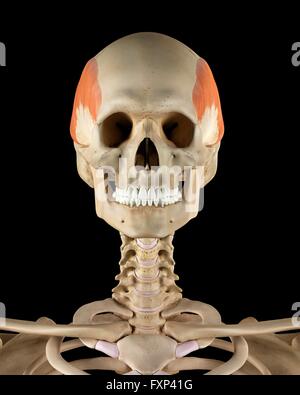Human skull muscles, computer illustration Stock Photo - Alamy