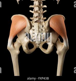 The muscles of the pelvis Stock Photo - Alamy