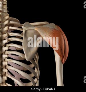 Shoulder muscles, computer illustration Stock Photo - Alamy