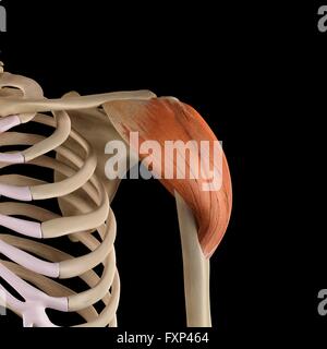 Human shoulder muscles, computer illustration Stock Photo - Alamy