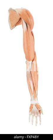 Human arm anatomy, computer illustration Stock Photo - Alamy