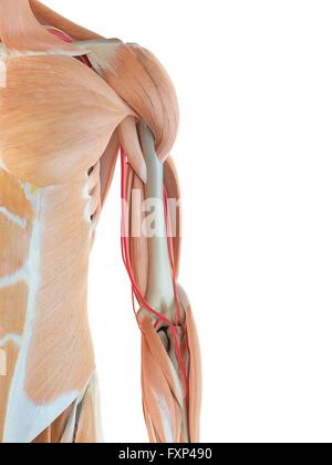 Human arm anatomy, computer illustration Stock Photo - Alamy