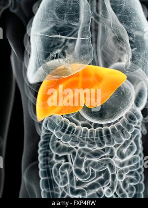 Liver anatomy, computer illustration Stock Photo - Alamy