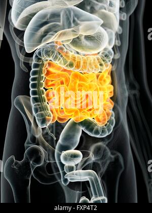 Male intestine, illustration Stock Photo - Alamy