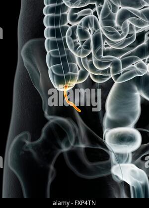 Human appendix, computer illustration Stock Photo - Alamy
