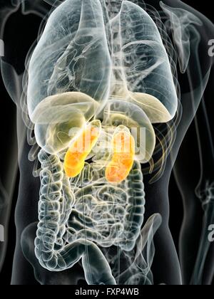 Kidneys, computer illustration Stock Photo - Alamy