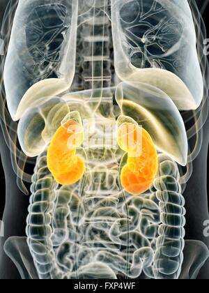 Kidneys, computer illustration Stock Photo - Alamy
