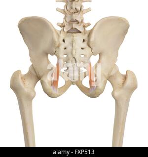 Human hip muscles, computer illustration Stock Photo - Alamy