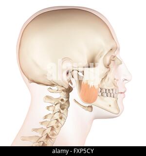 Human jaw muscles, computer illustration Stock Photo - Alamy