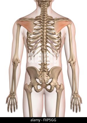 Human shoulder muscles, computer illustration Stock Photo - Alamy