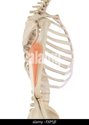 Human arm muscles, computer illustration Stock Photo - Alamy
