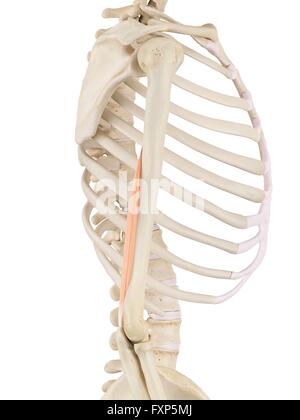 Human arm muscles, computer illustration Stock Photo - Alamy