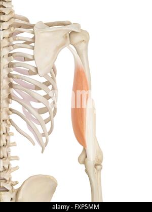 Human arm muscles, computer illustration Stock Photo - Alamy