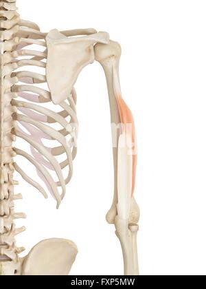 Human arm muscle, computer illustration Stock Photo - Alamy