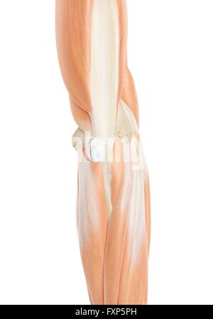 Human arm muscles, computer illustration Stock Photo - Alamy