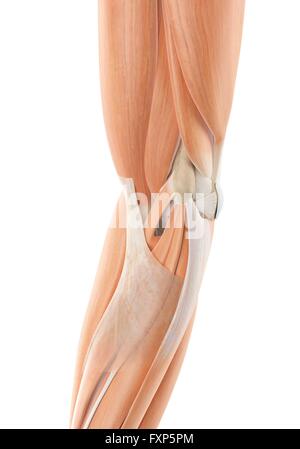 Human arm muscles, computer illustration Stock Photo - Alamy