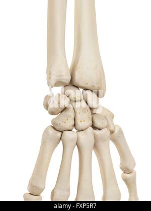 Human wrist bones, computer illustration Stock Photo - Alamy