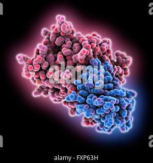 Caspase 3 apoptosis protein. Enzyme that plays important role in Stock ...