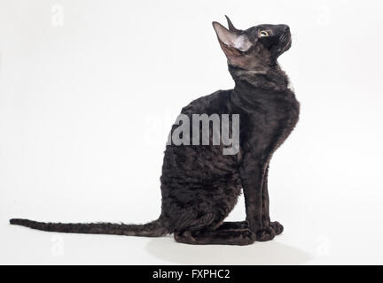Black cat Cornish Rex Stock Photo - Alamy