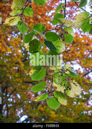 An Autumn leaves and seed of lime tree Stock Photo - Alamy