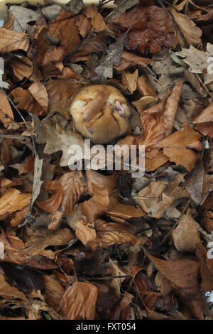Hazel Dormouse curled up in leaves Stock Photo - Alamy