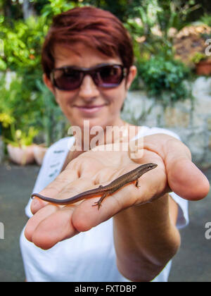 Common Garden Skink (Lampropholis guichenoti) on patio pot Stock Photo ...